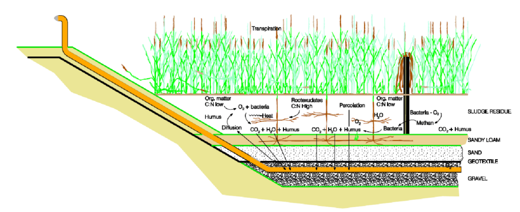 Sludge Drying Reed Beds Pilot Project | Glanua